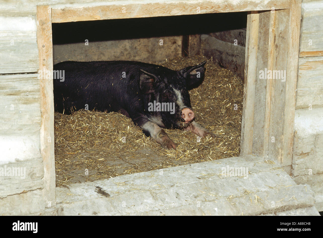 black pig in barn Stock Photo - Alamy