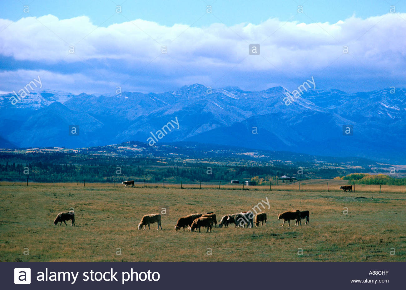 Cattle Ranching Stock Photos & Cattle Ranching Stock Images - Alamy