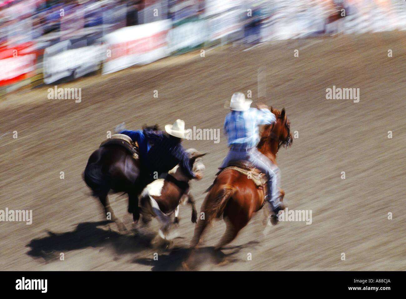 Lassoed hi-res stock photography and images - Alamy