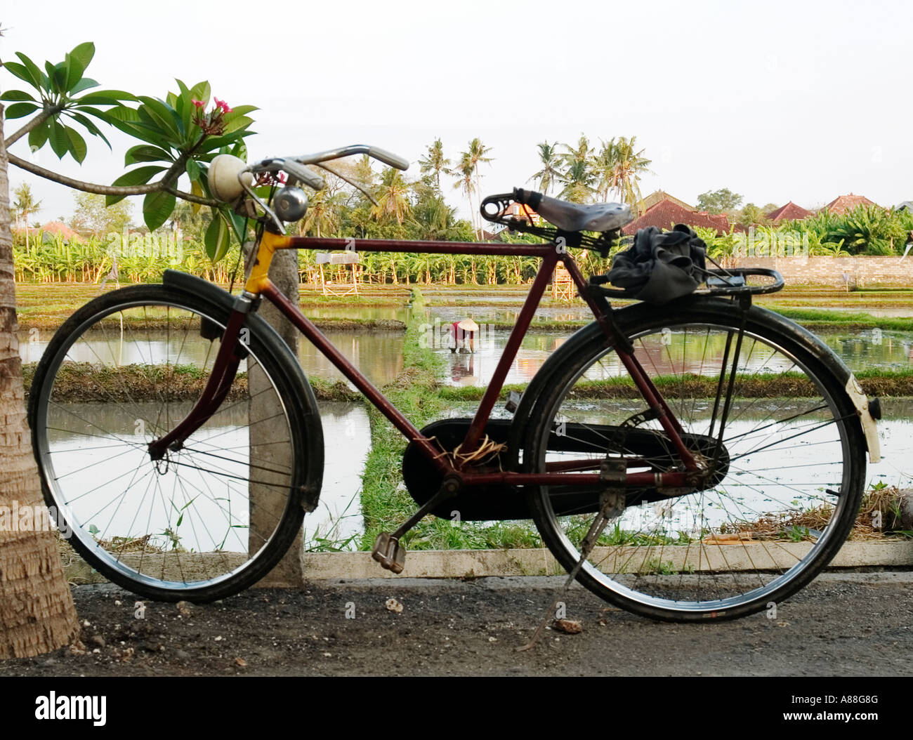 Female working in rice field framed by a traditional bicycle,Bali ...