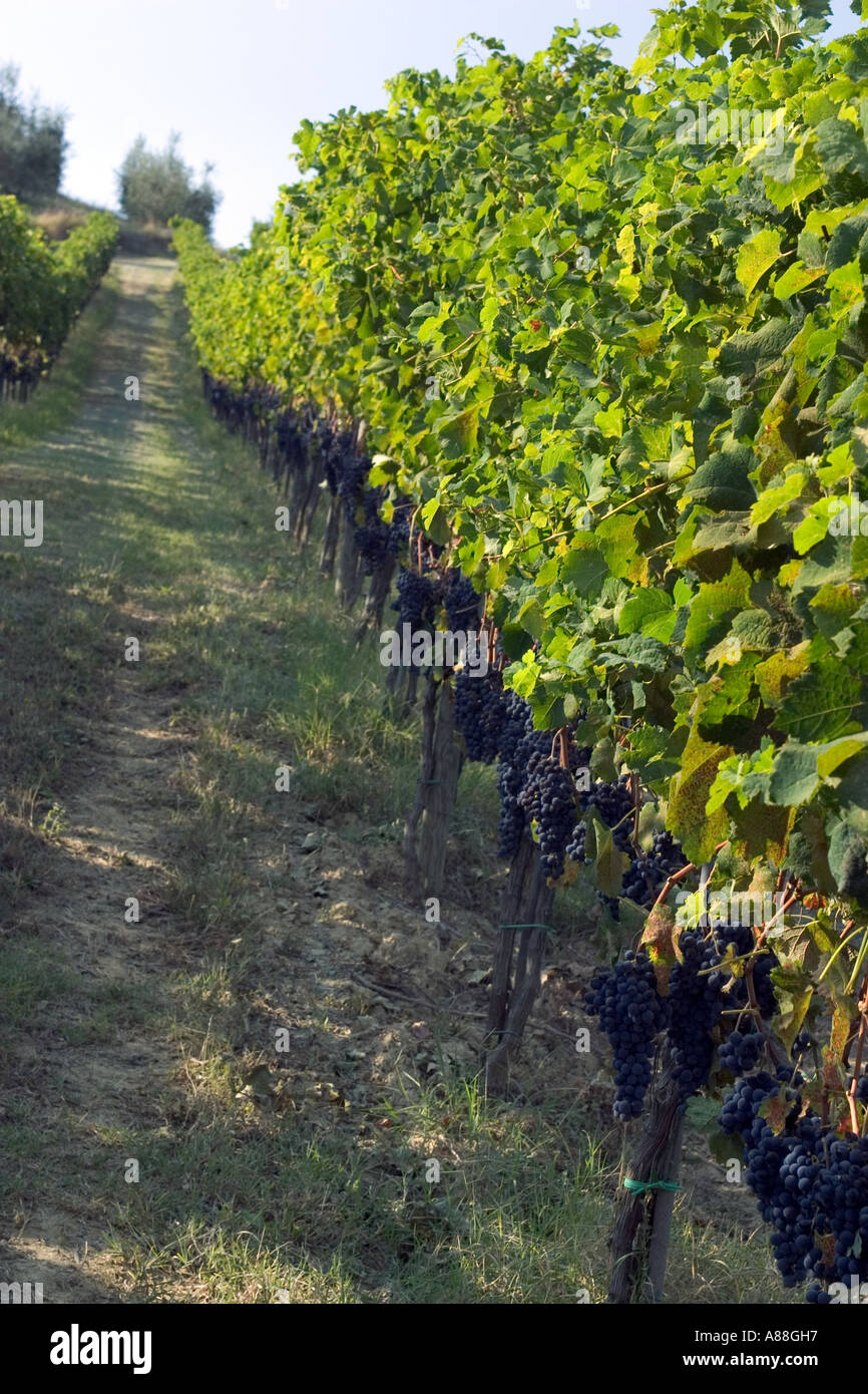 Chianti grapevines in Tuscany, Italy Stock Photo - Alamy