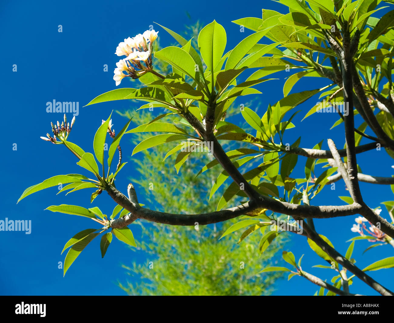 Kamboja tree hi-res stock photography and images - Alamy