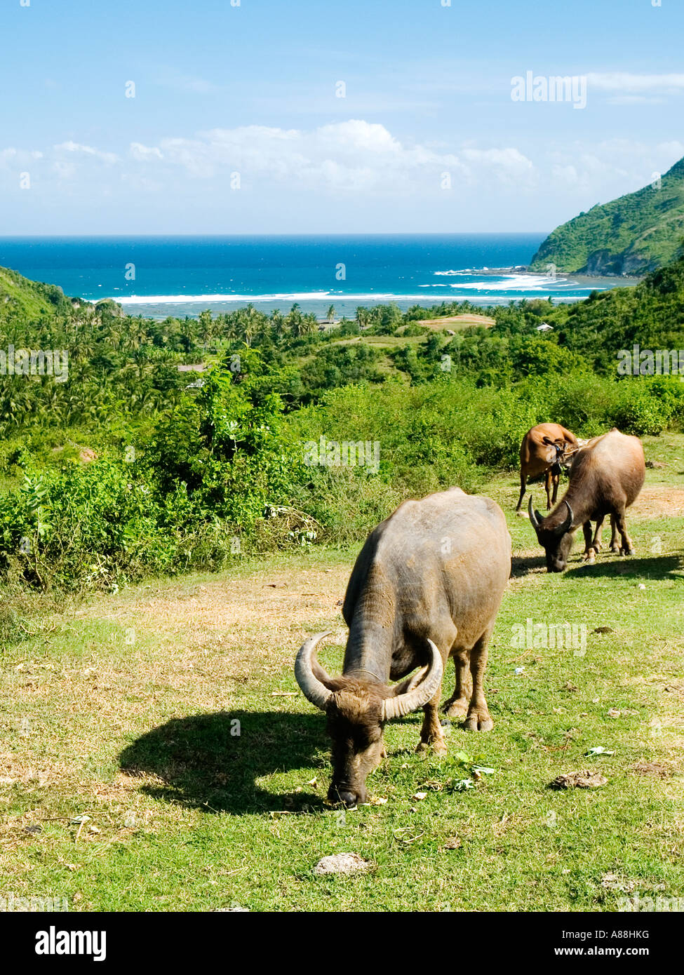 Water buffalo grazing on grass,deep blue sea off Mawan beach behind ...
