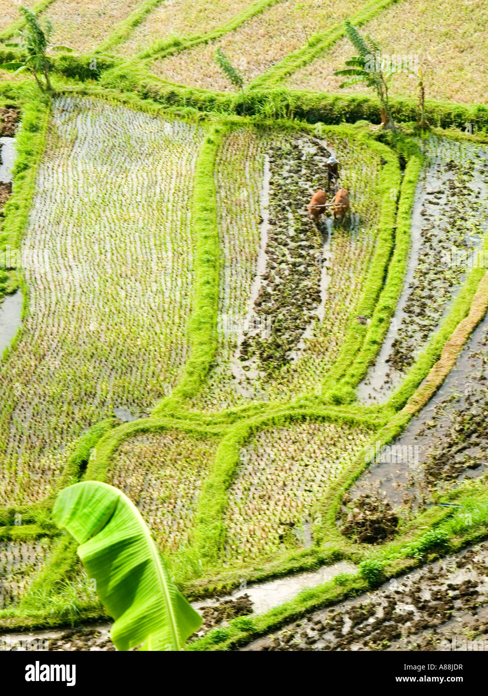 rice fields and terraces at titagganga bali indonesia Stock Photo - Alamy