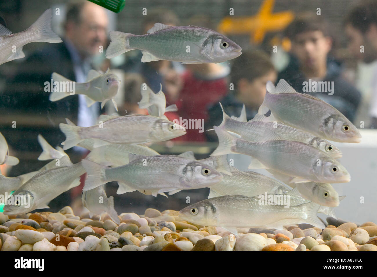 fish in a fish tank with people behind Stock Photo - Alamy