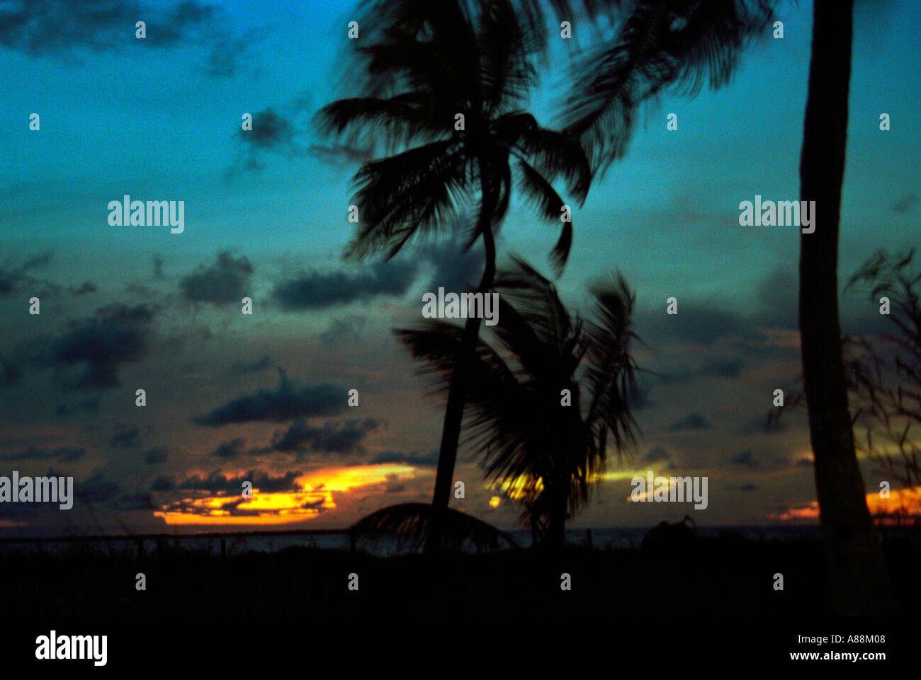 Palm trees blowing in a cyclone High Resolution Stock Photography and ...
