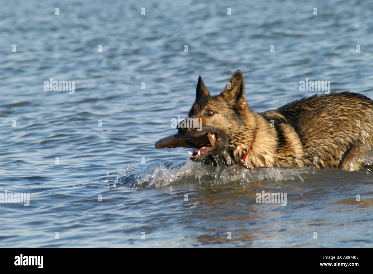 GO FETCH 1 Stock Photo - Alamy