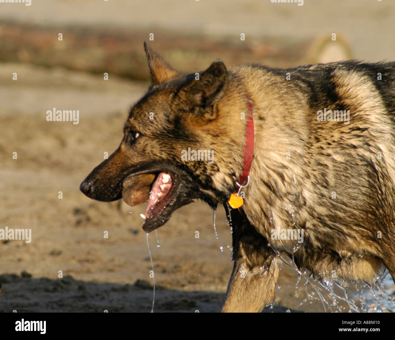 Go fetch the stick hi-res stock photography and images - Alamy