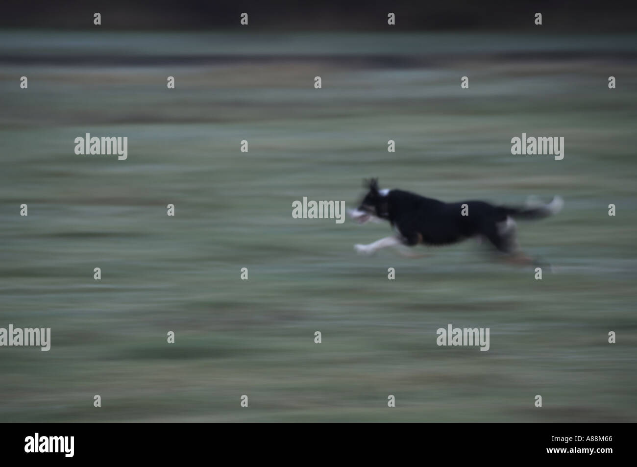 Border Collie running panning and motion blur Stock Photo - Alamy