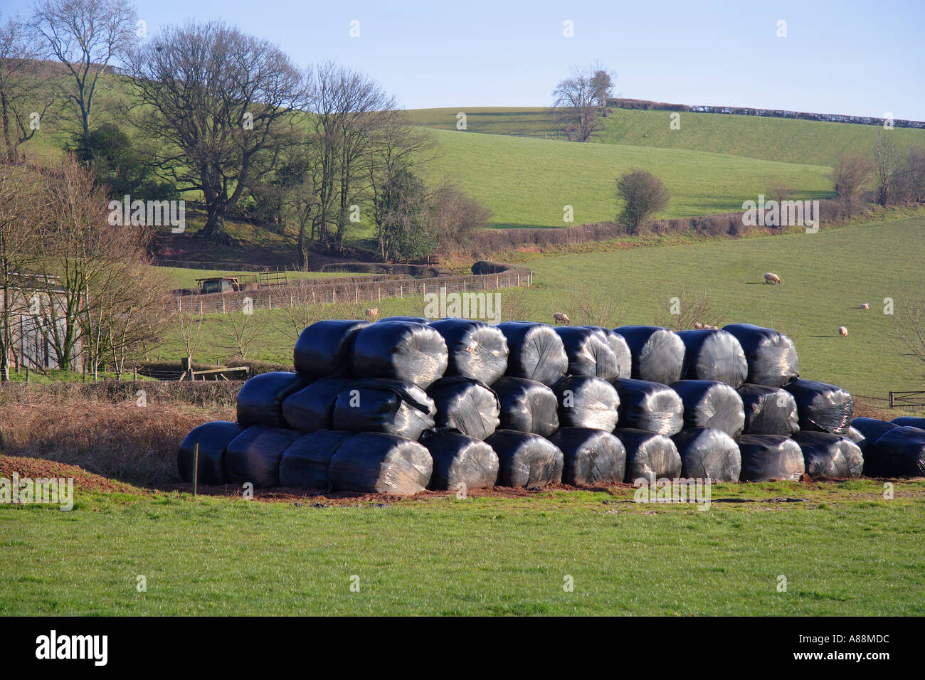 Plastic Wrapped Silage Bales Agriculture Wales Stock Photo - Alamy