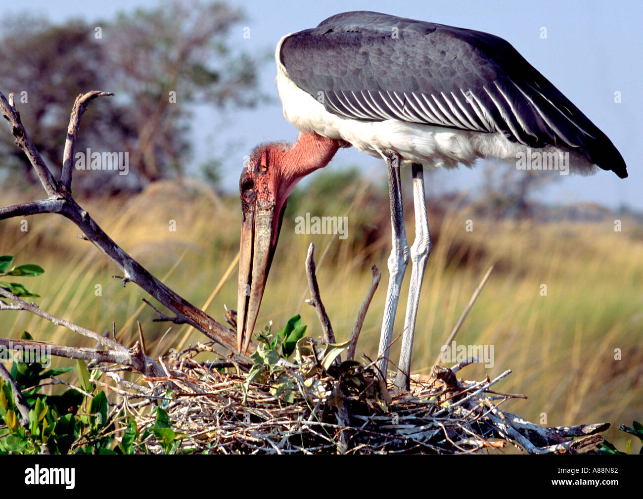 Maribou stork hi-res stock photography and images - Alamy