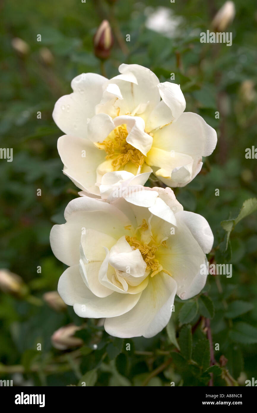 Burnet rose hi-res stock photography and images - Alamy