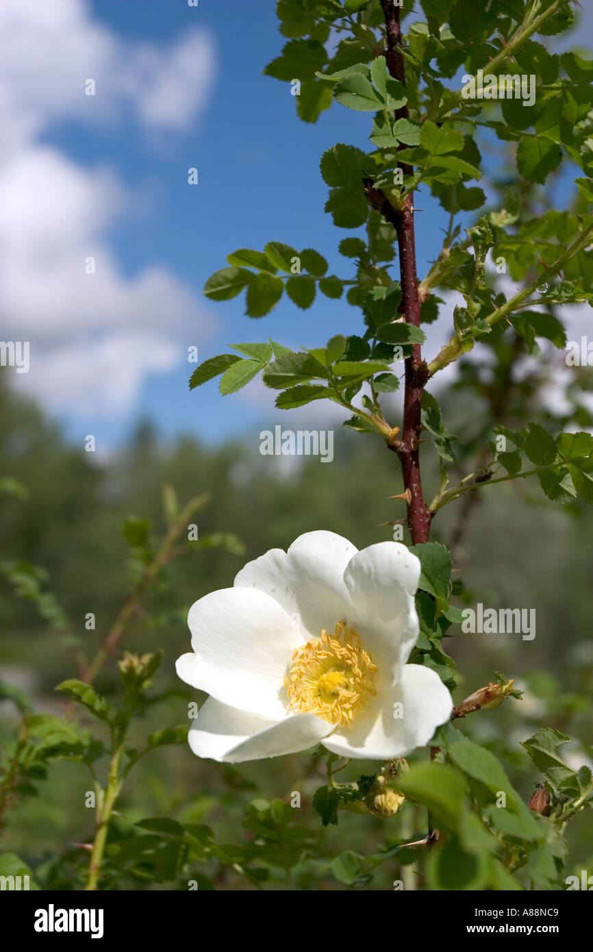 The finnish white rose hi-res stock photography and images - Alamy