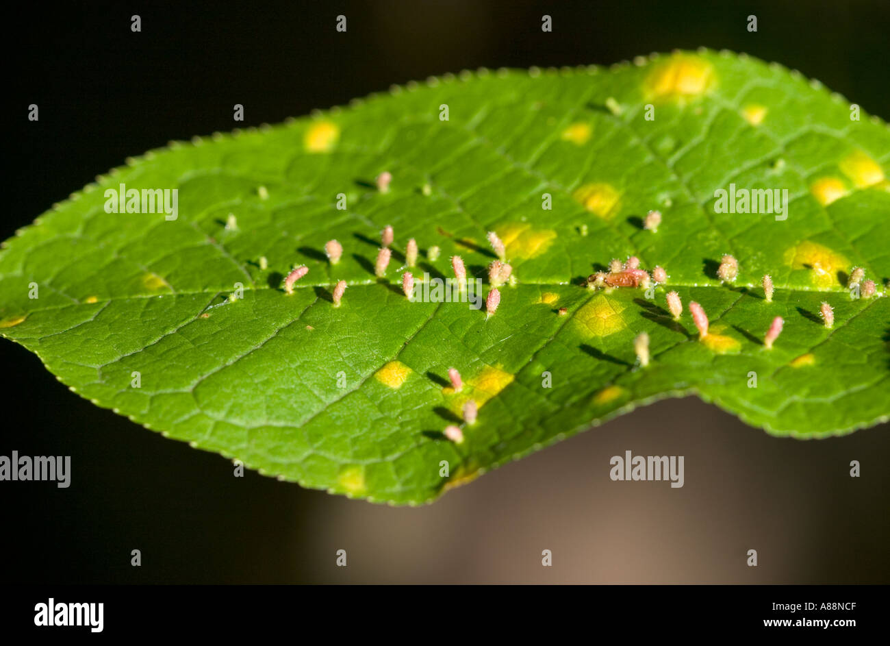 Gall mites (Eriophyidae) infested bird cherry (Prunus padus) leaf Stock ...