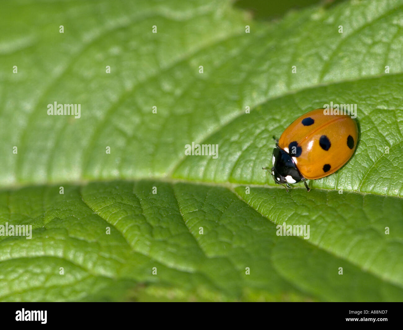 Isolated orange black spotted ladybird ( Coccinella septempunctata ) on ...