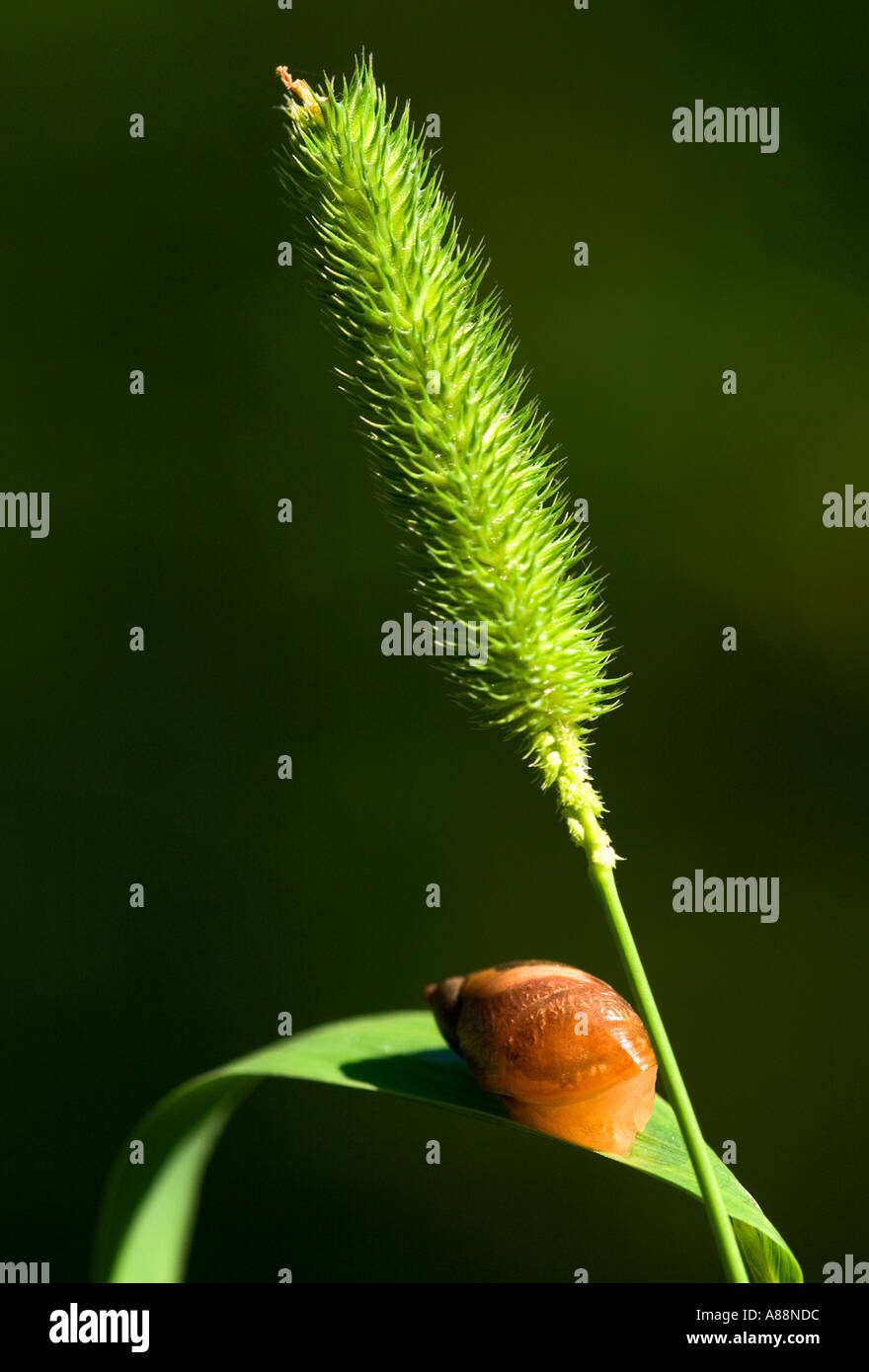Gastroboda hi-res stock photography and images - Alamy