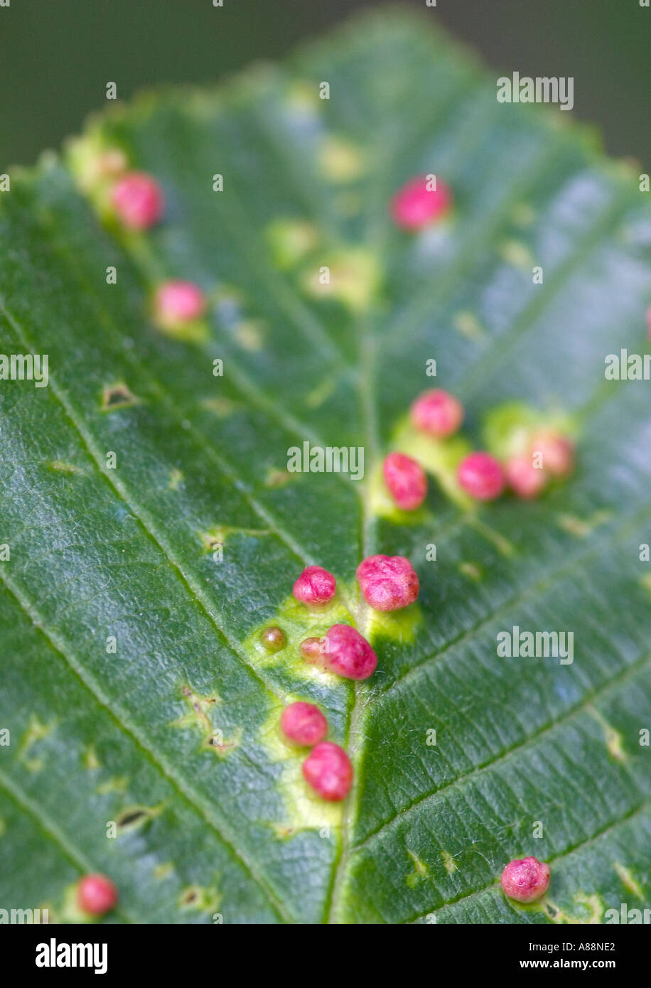 Aldus leaf hi-res stock photography and images - Alamy