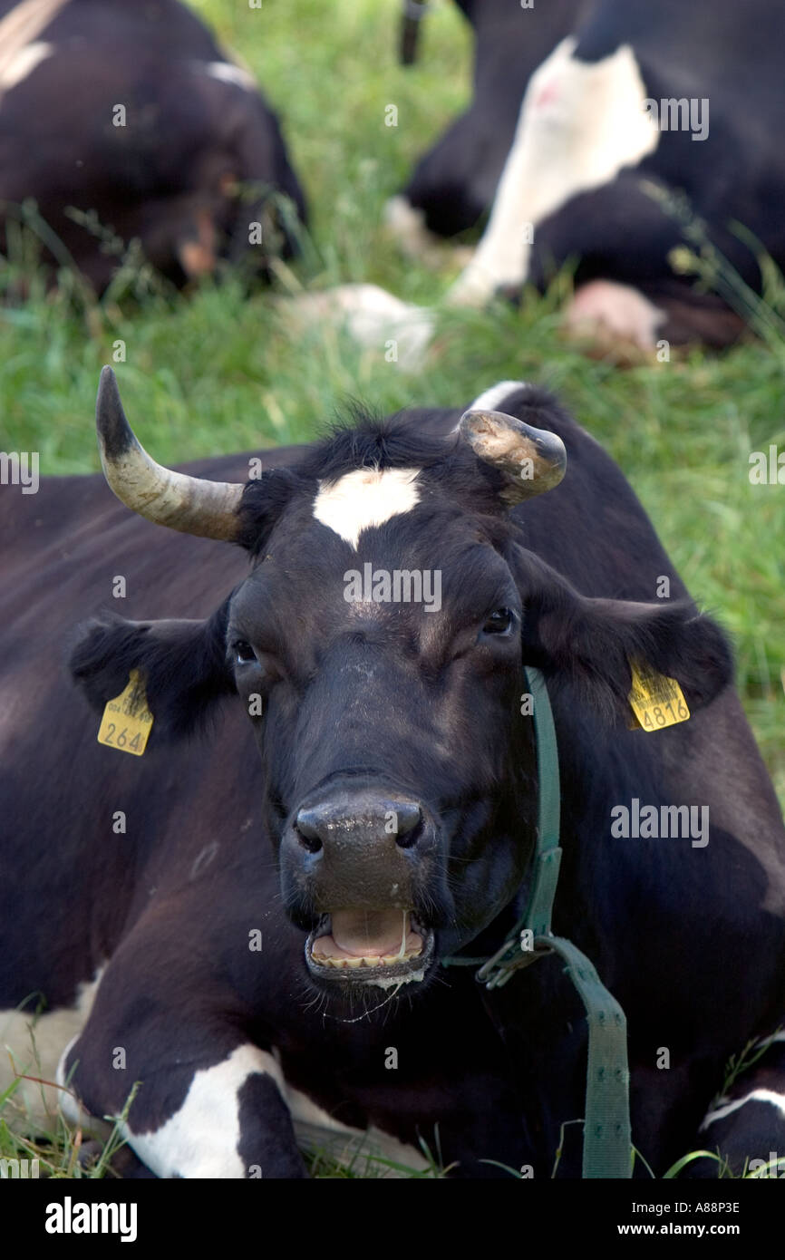 Salivating cow hi-res stock photography and images - Alamy