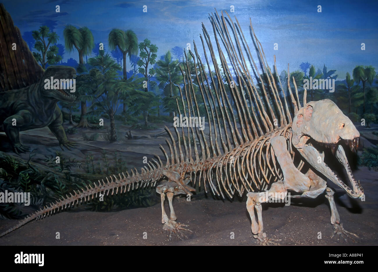 Dinosaur Dimetrodon grandis ancestor of the family Polycosaurs of the ...