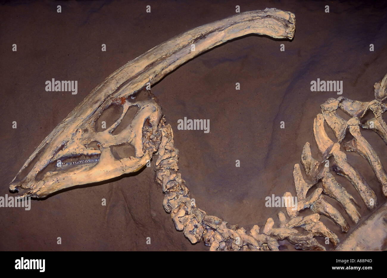 Hadrosaur hi-res stock photography and images - Alamy