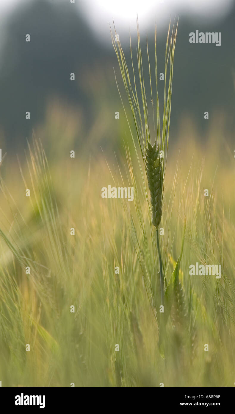 Single barley (Hordeum vulgare) ear , Finland Stock Photo - Alamy