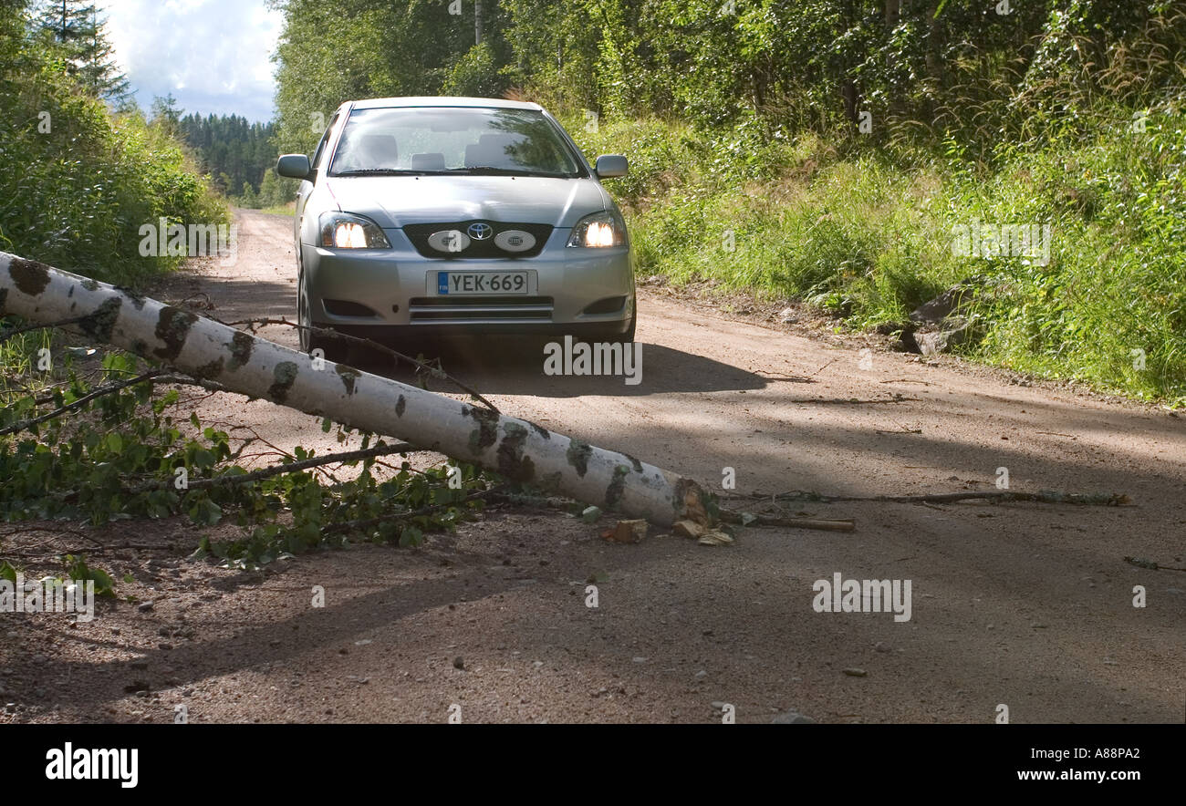 The trunk of a fallen birch tree blocks the road , Finland Stock Photo ...