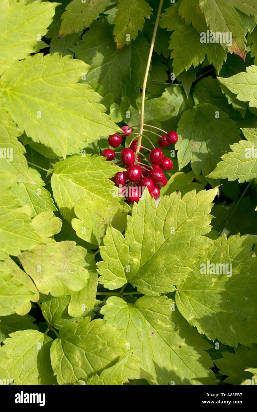 Red bane berry hi-res stock photography and images - Alamy