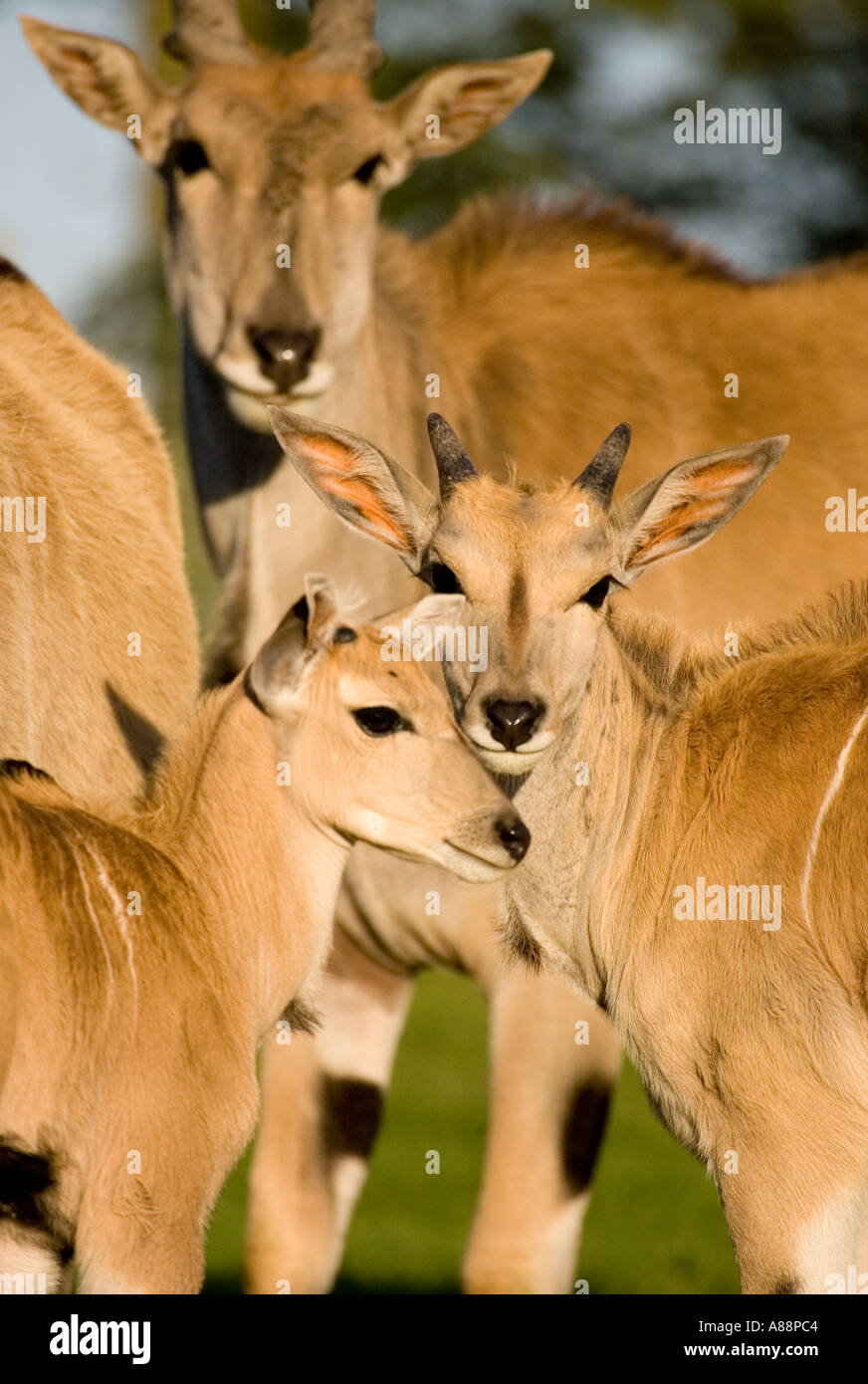 Group of Eland Stock Photo - Alamy
