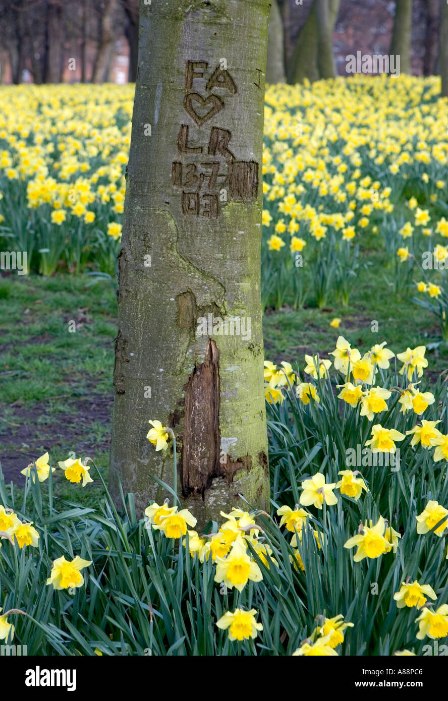 Daffodils flowering around tree Sefton Park Liverpool Stock Photo - Alamy