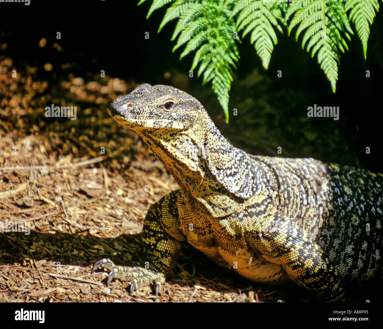 Goannas australia hi-res stock photography and images - Alamy