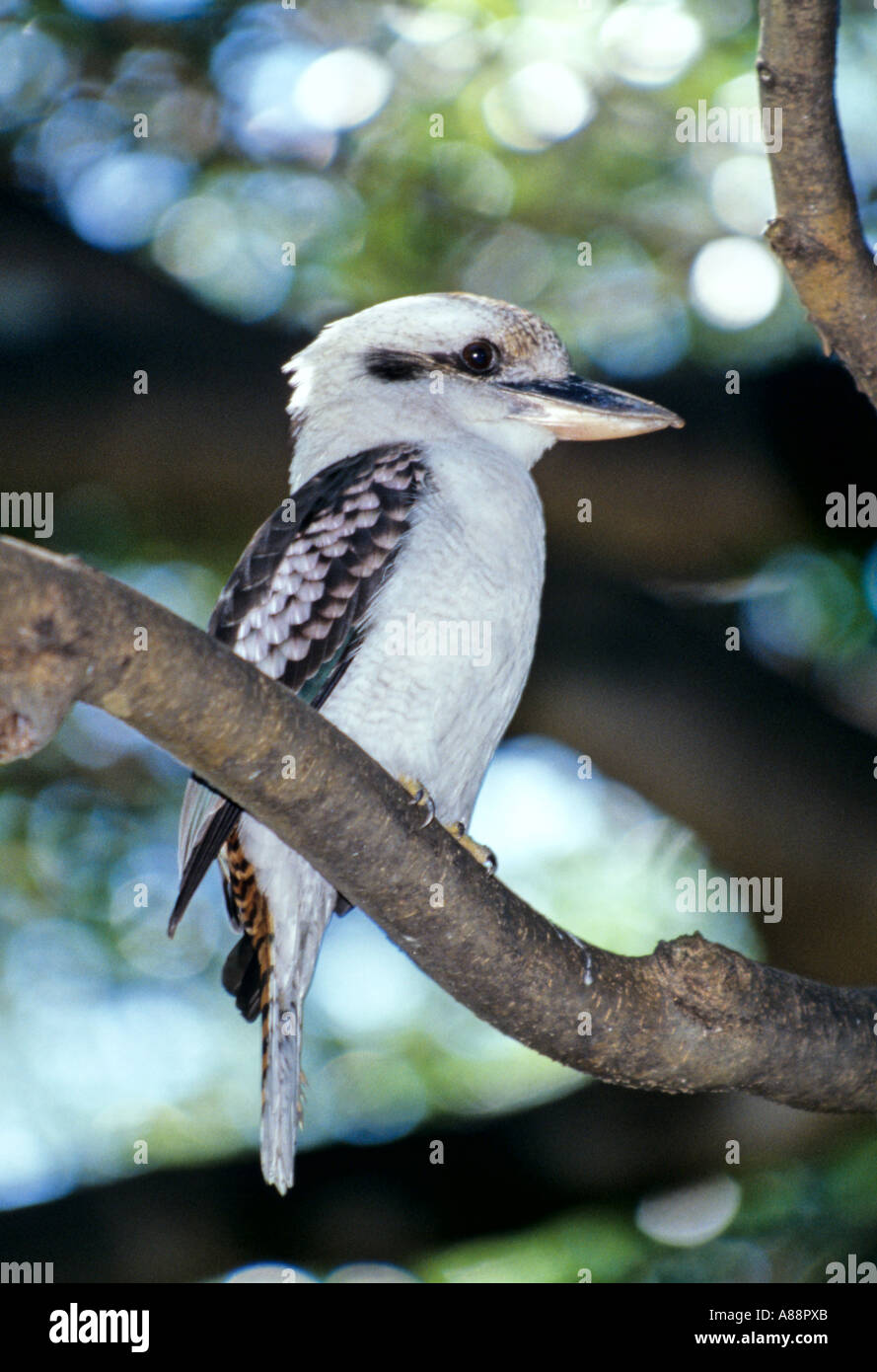 Birds kookaburra australia hi-res stock photography and images - Alamy
