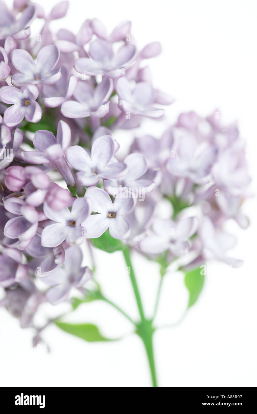 Fragrant lilac flowers bloom in spring Cut Out Stock Images & Pictures ...