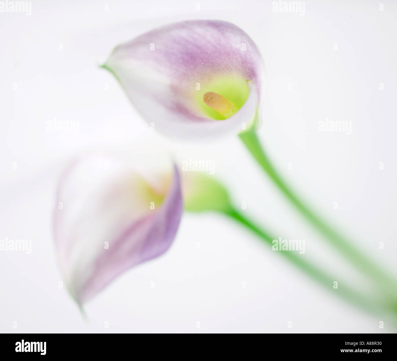 Zantedeschia rehmannii Pink Arum Lily Stock Photo - Alamy