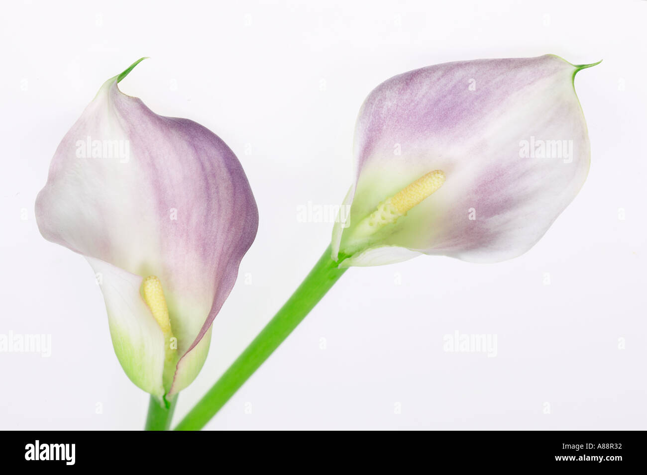 Pink calla lily zantedeschia rehmannii hi-res stock photography and ...