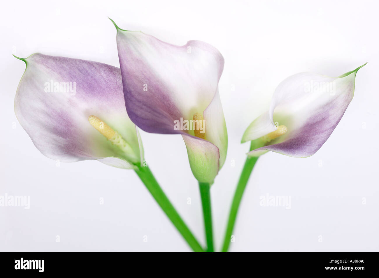 Flowerii hi-res stock photography and images - Alamy