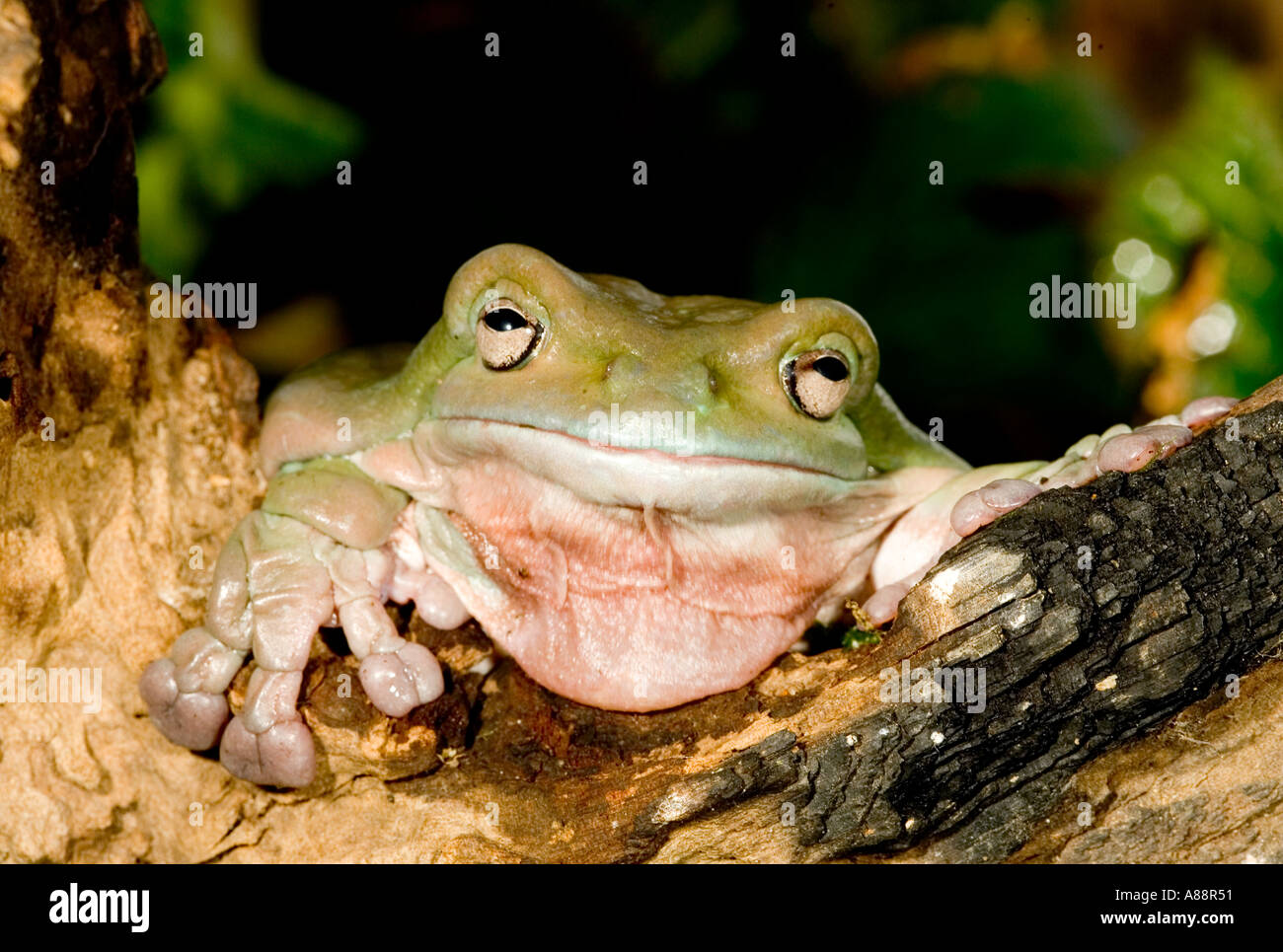 Whites tree frog Stock Photo - Alamy