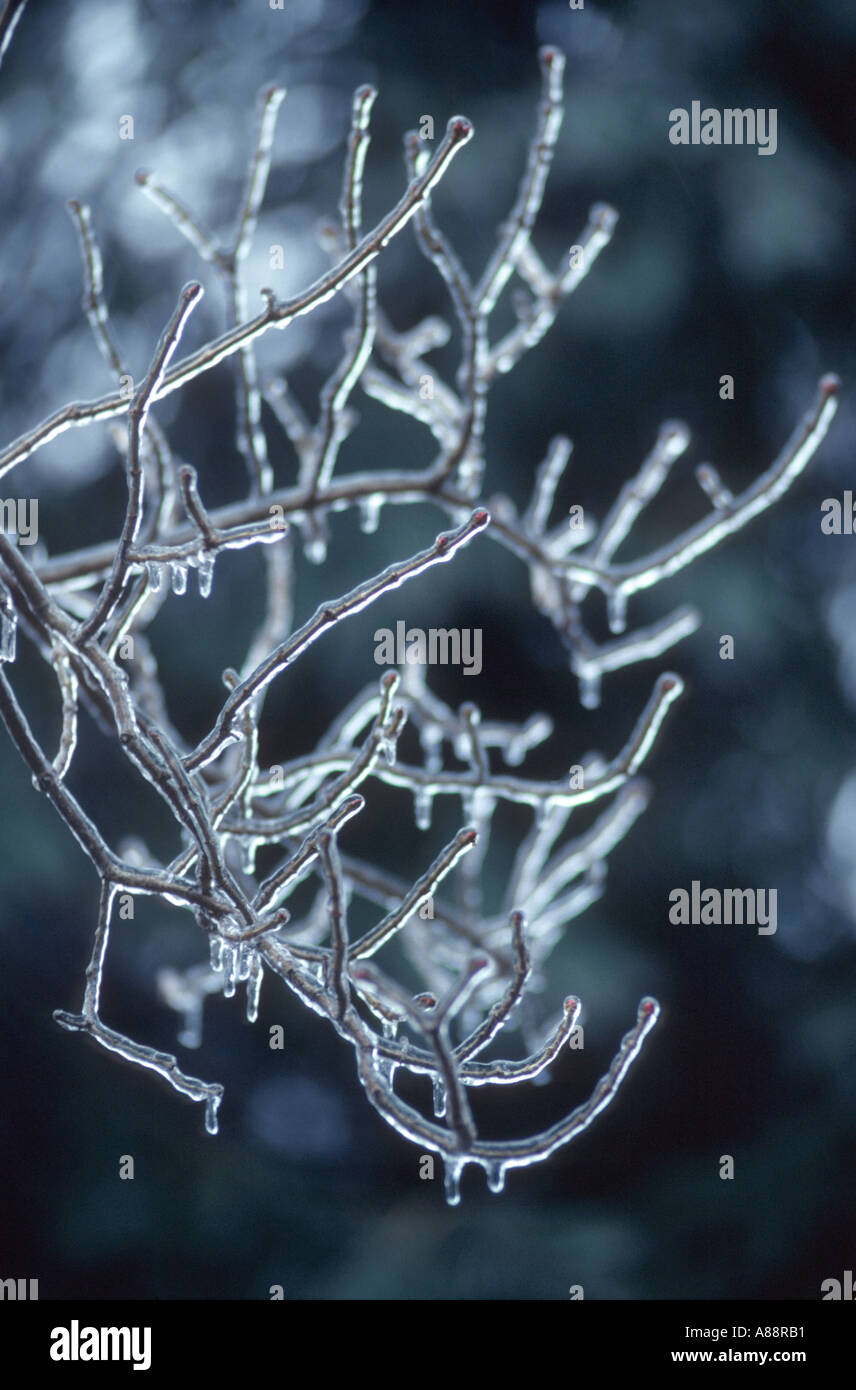 ice covered branch Stock Photo - Alamy