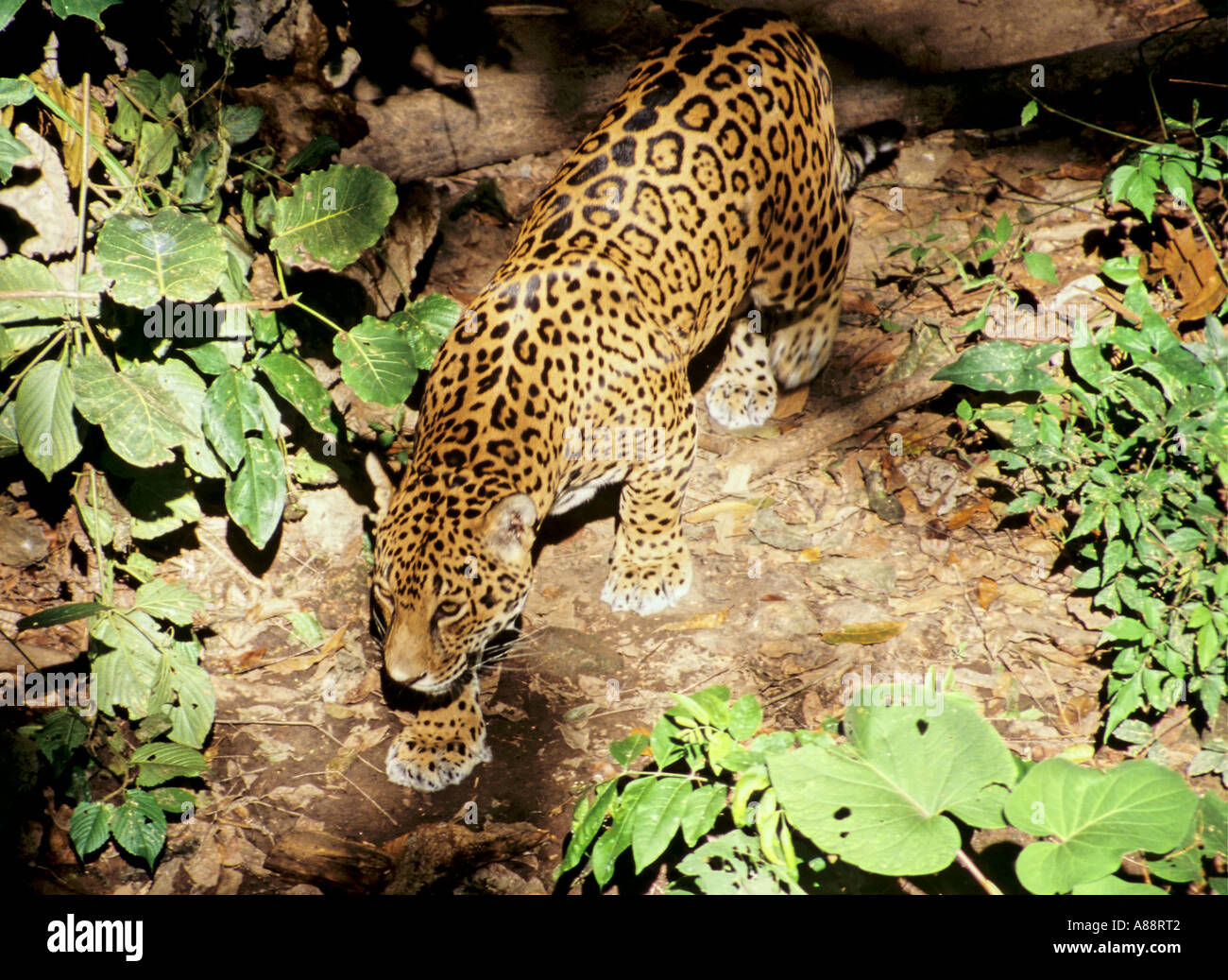 Chiapas State Mexico Stock Photo - Alamy