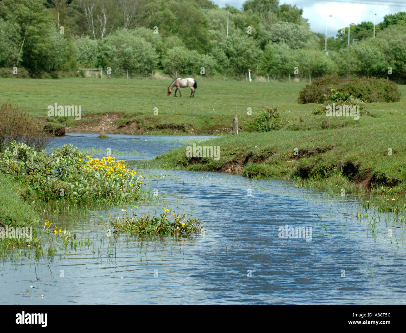 a sunny stream of rippling water Stock Photo - Alamy