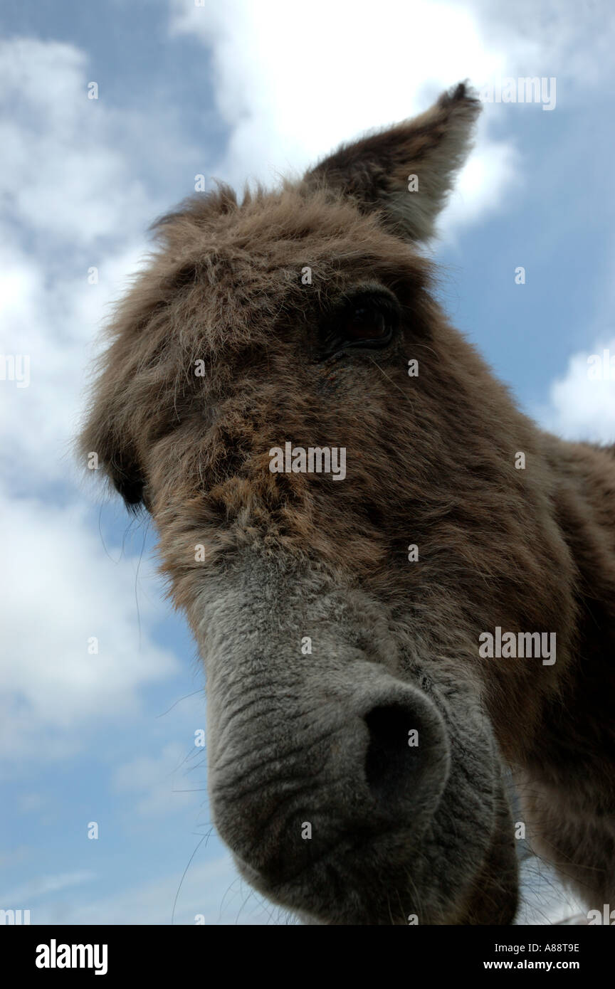 donkey nose shot from below Stock Photo - Alamy