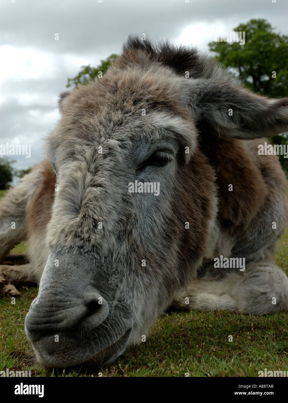 donkey at grass level ears down bored Stock Photo - Alamy