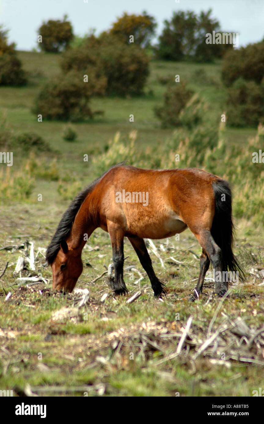 Brown New Forest pony eating Stock Photo - Alamy