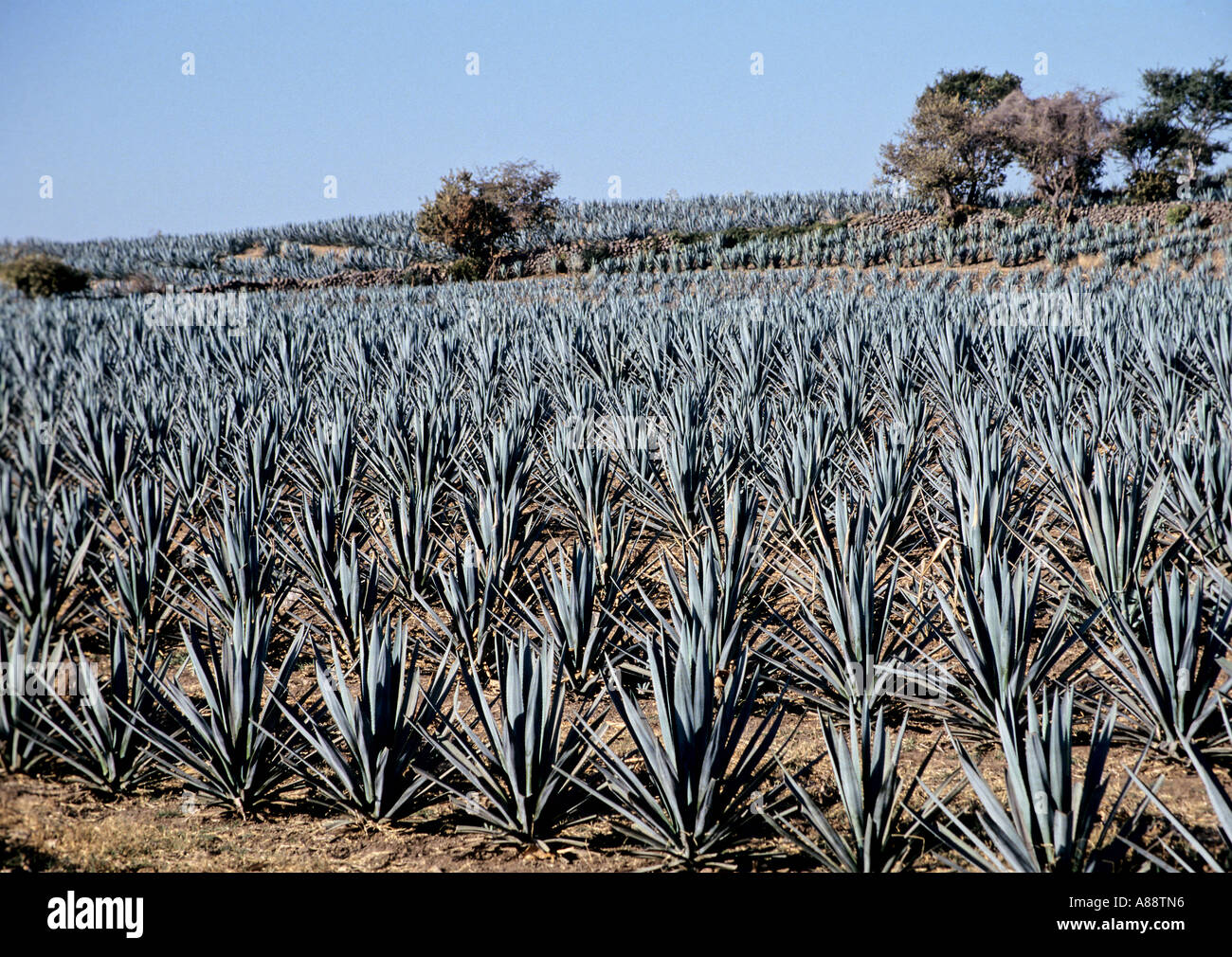 Jalisco State Mexico Stock Photo - Alamy