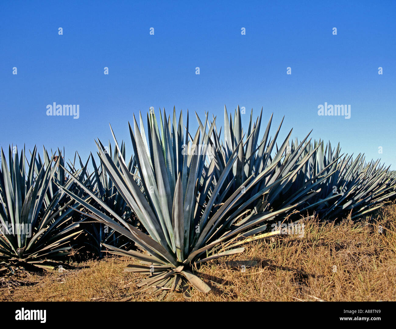 Jalisco State Mexico Stock Photo - Alamy