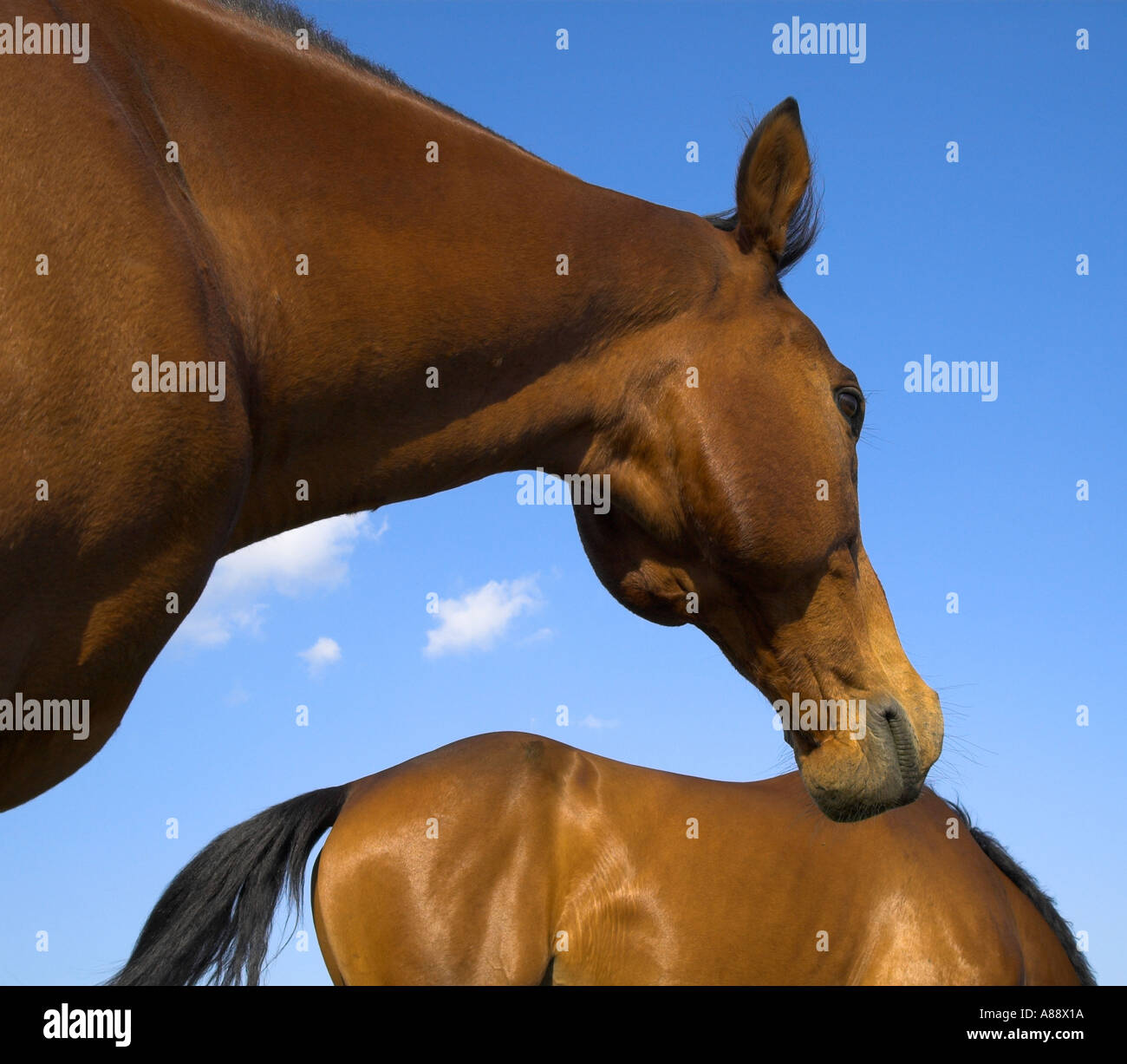 With horses hi-res stock photography and images - Alamy