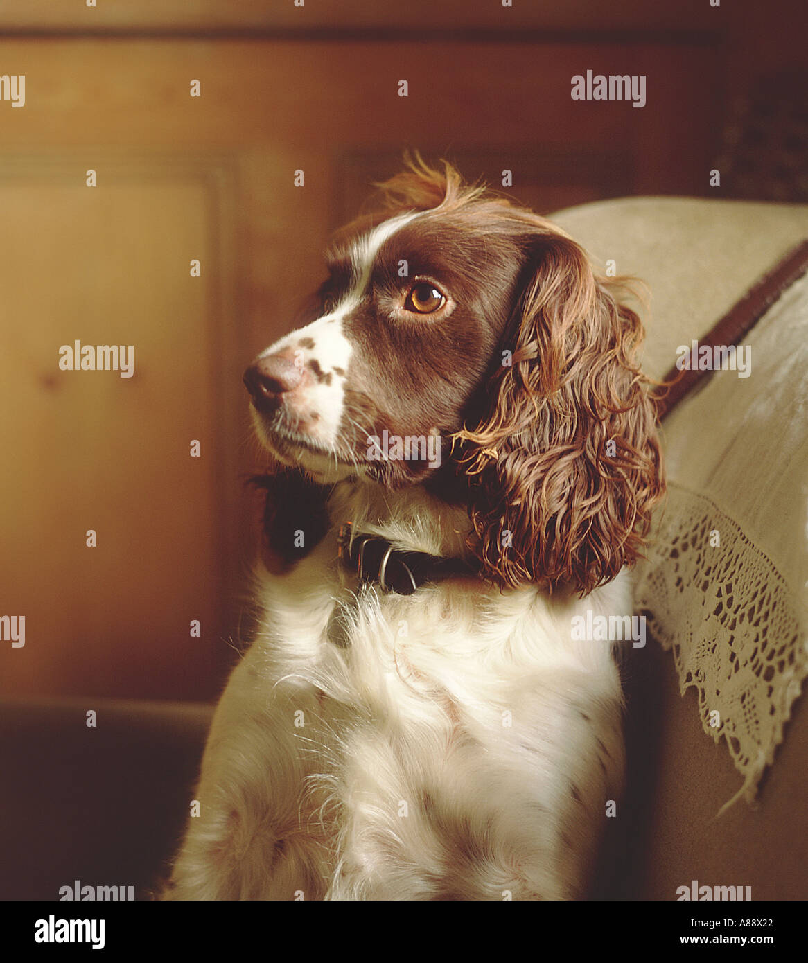 springer spaniel portrait Stock Photo - Alamy