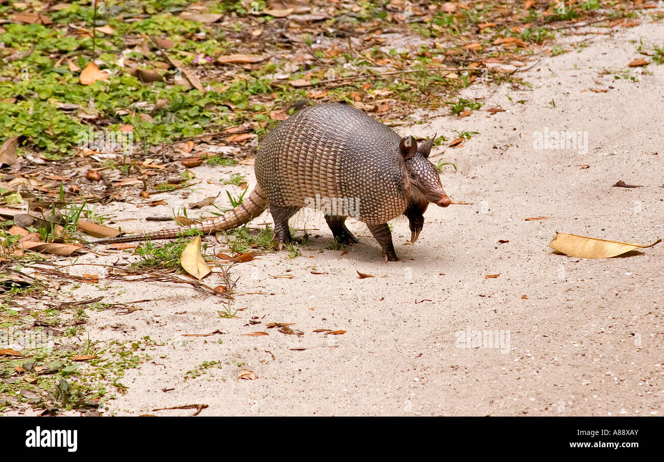 Nine banded armadillo hi-res stock photography and images - Alamy