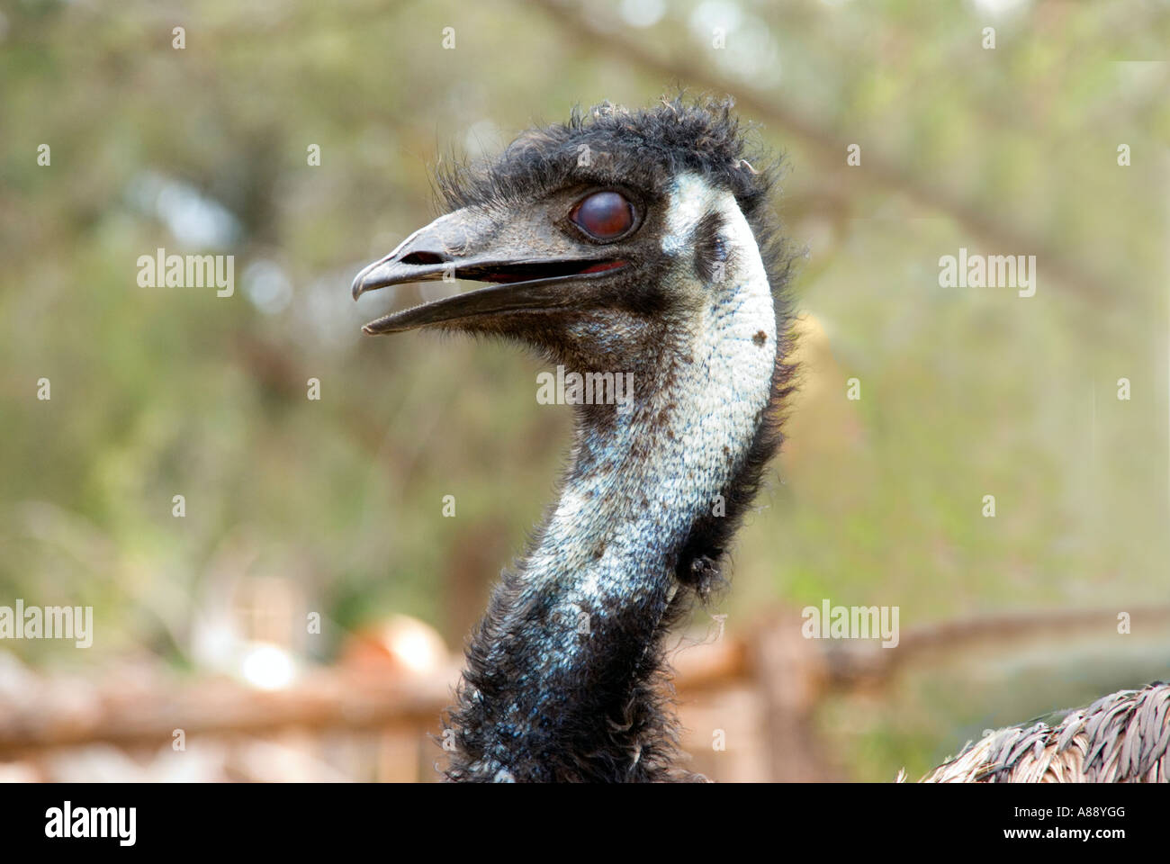 Blue emu hi-res stock photography and images - Alamy