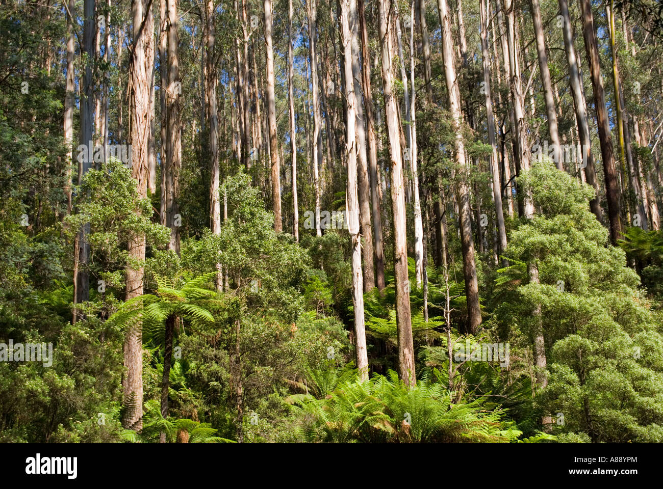 Wet eucalypt forest hi-res stock photography and images - Alamy