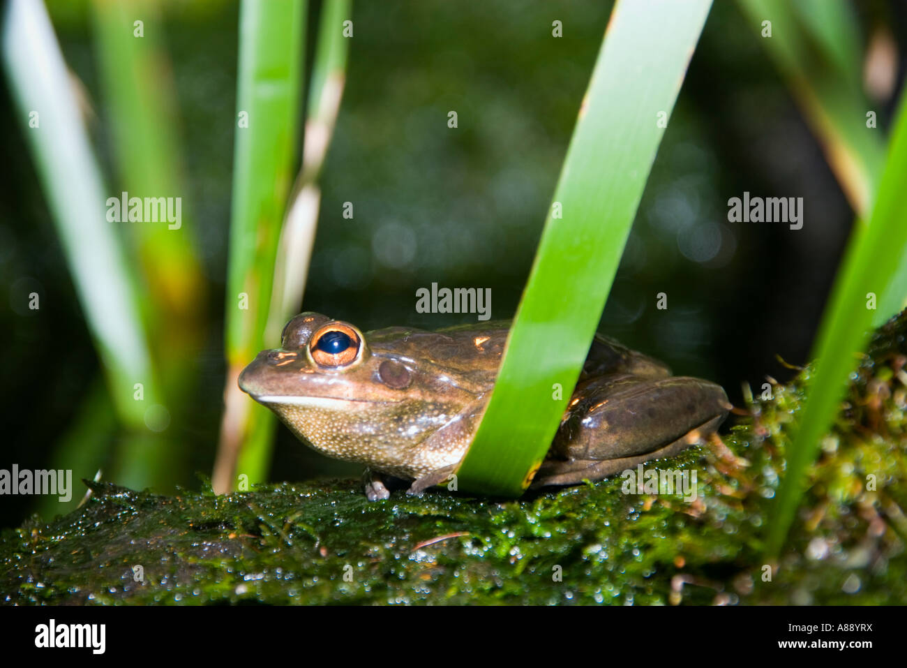 Growling Grass Frog Stock Photo - Alamy